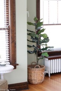 How to Make a Fake Fiddle Leaf Fig Tree Look Real - Average But Inspired